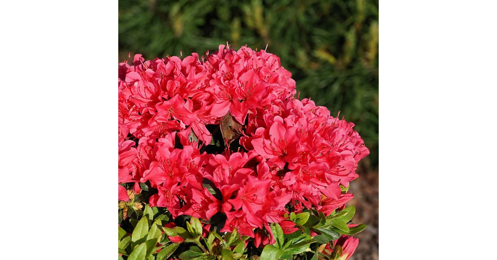 Azalea 'Geisha Red' – Azálea