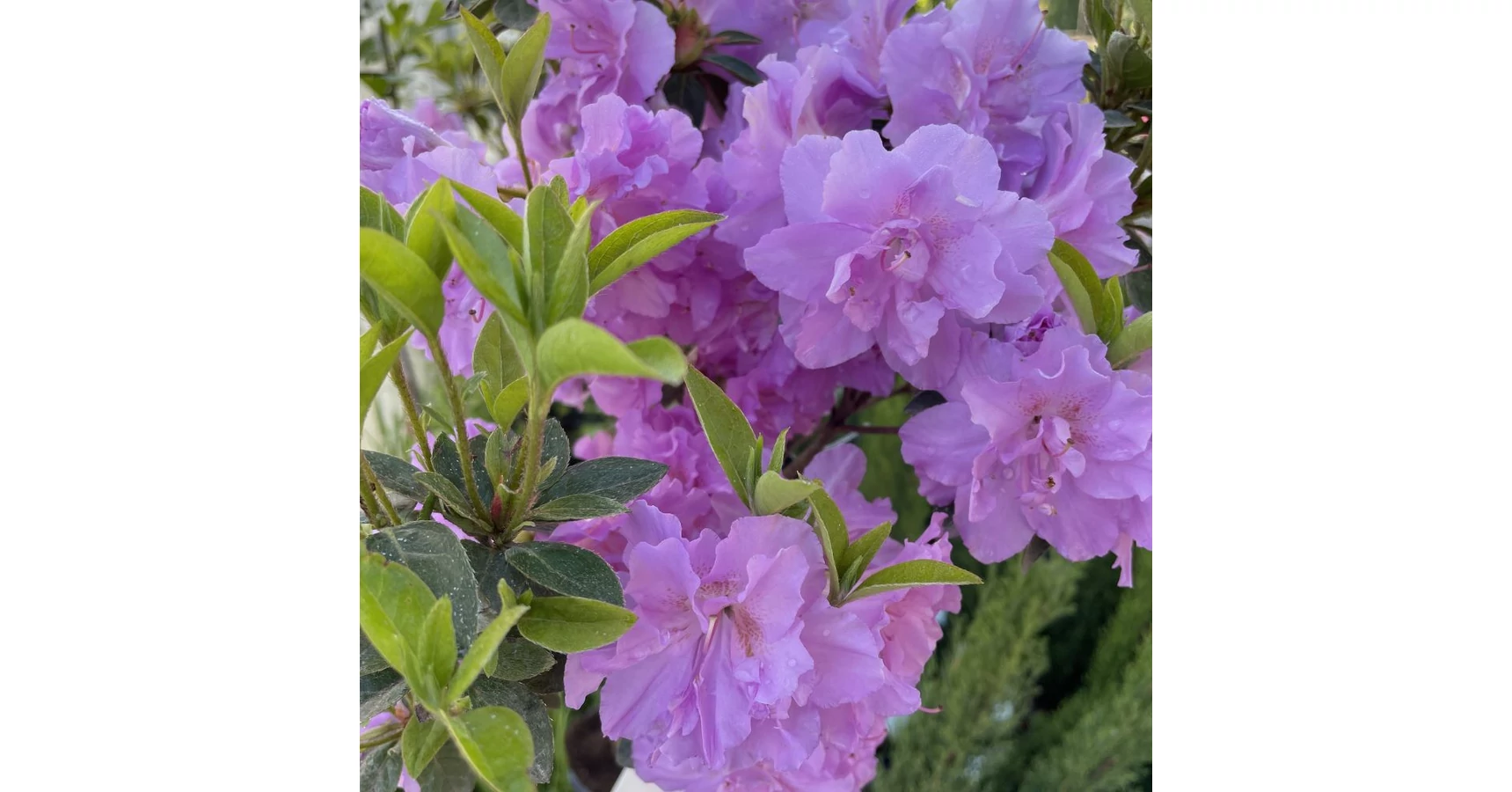 Azalea japonica 'Elsie Lee' – Azálea