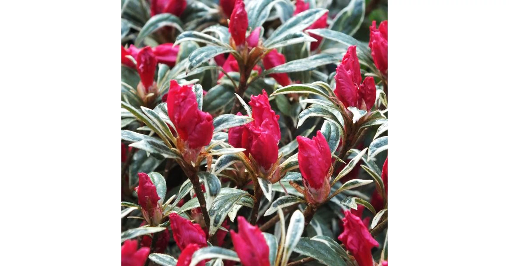 Azalea japonica 'Silver Sword' – Azálea