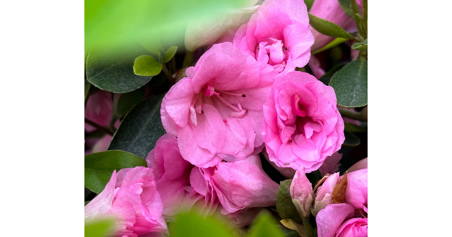 Azalea x 'Rosebud' – Azálea