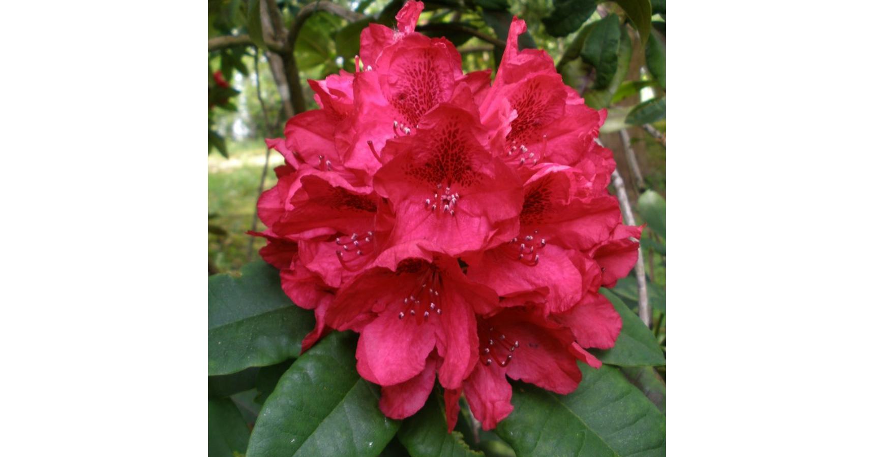 Rhododendron 'Lord Roberts' – Örökzöld havasszépe (sötétpiros)