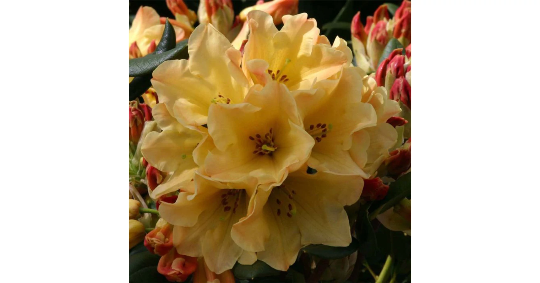 Rhododendron 'Nancy Evans' – Örökzöld havasszépe