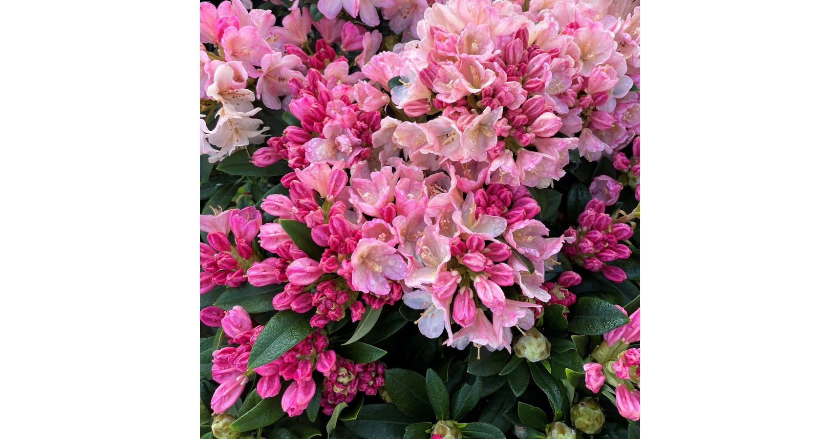 Rhododendron yakushimanum 'Dreamland' – Örökzöld havasszépe