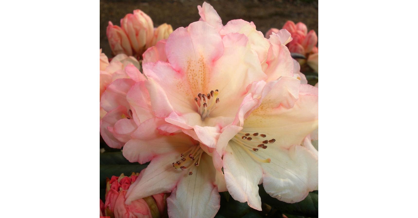 Rhododendron yakushimanum 'Grumpy' – Örökzöld havasszépe