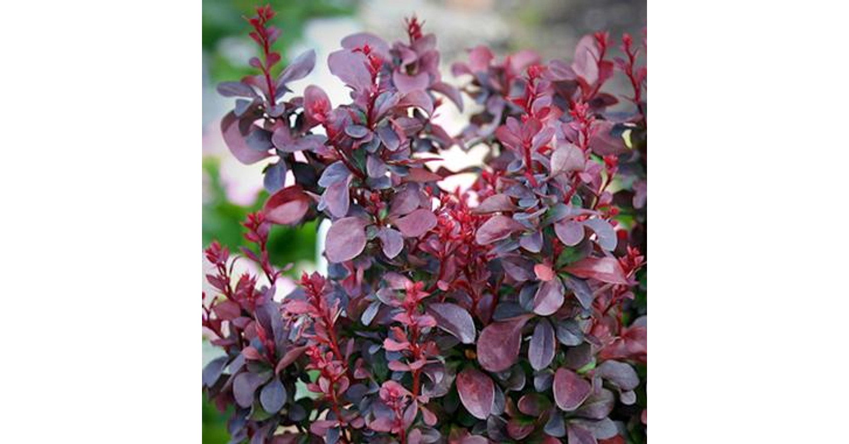 Berberis thunbergii 'Concorde' – Japán borbolya