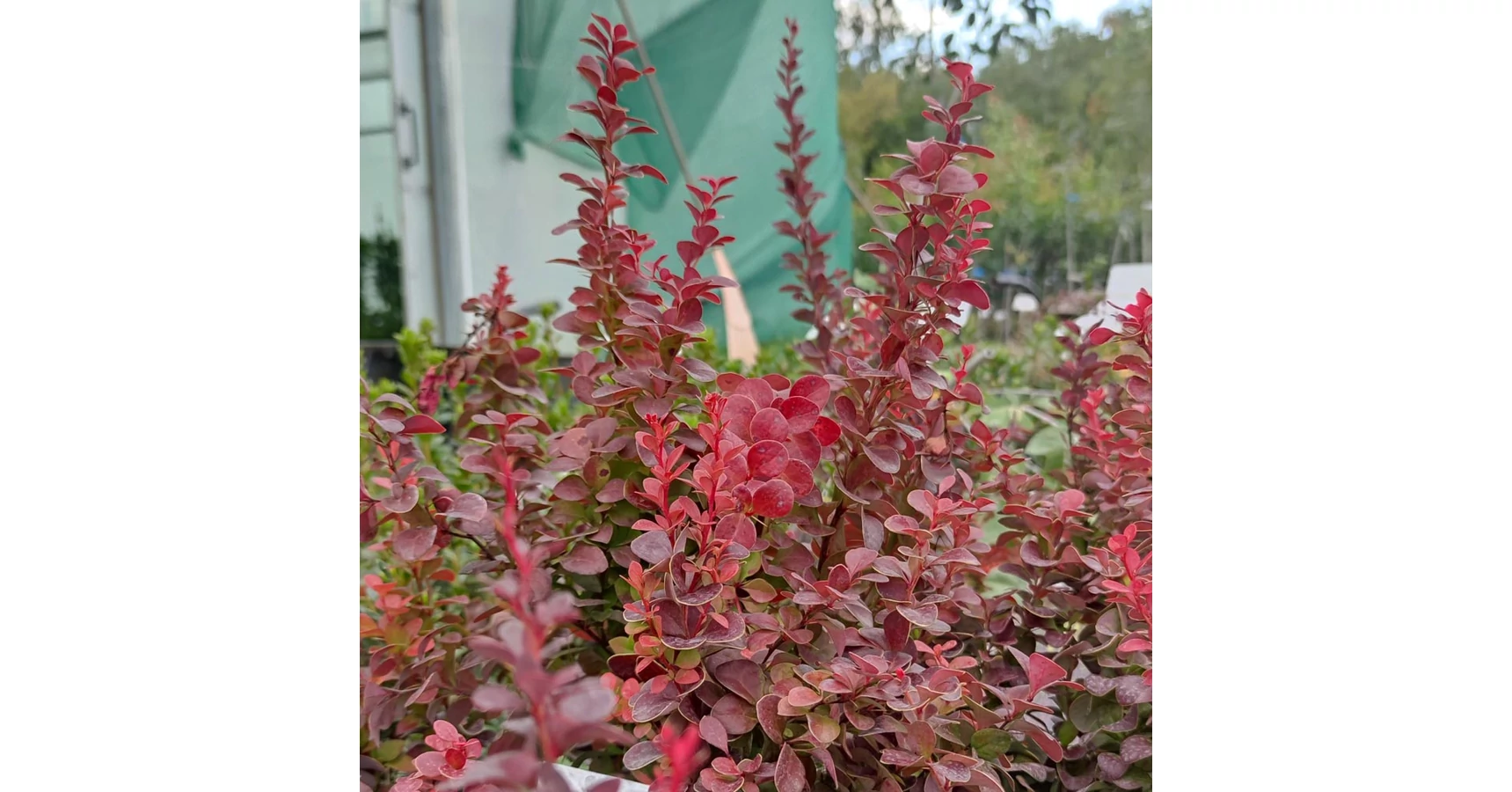 Berberis thunbergii 'Florence' – Japán borbolya