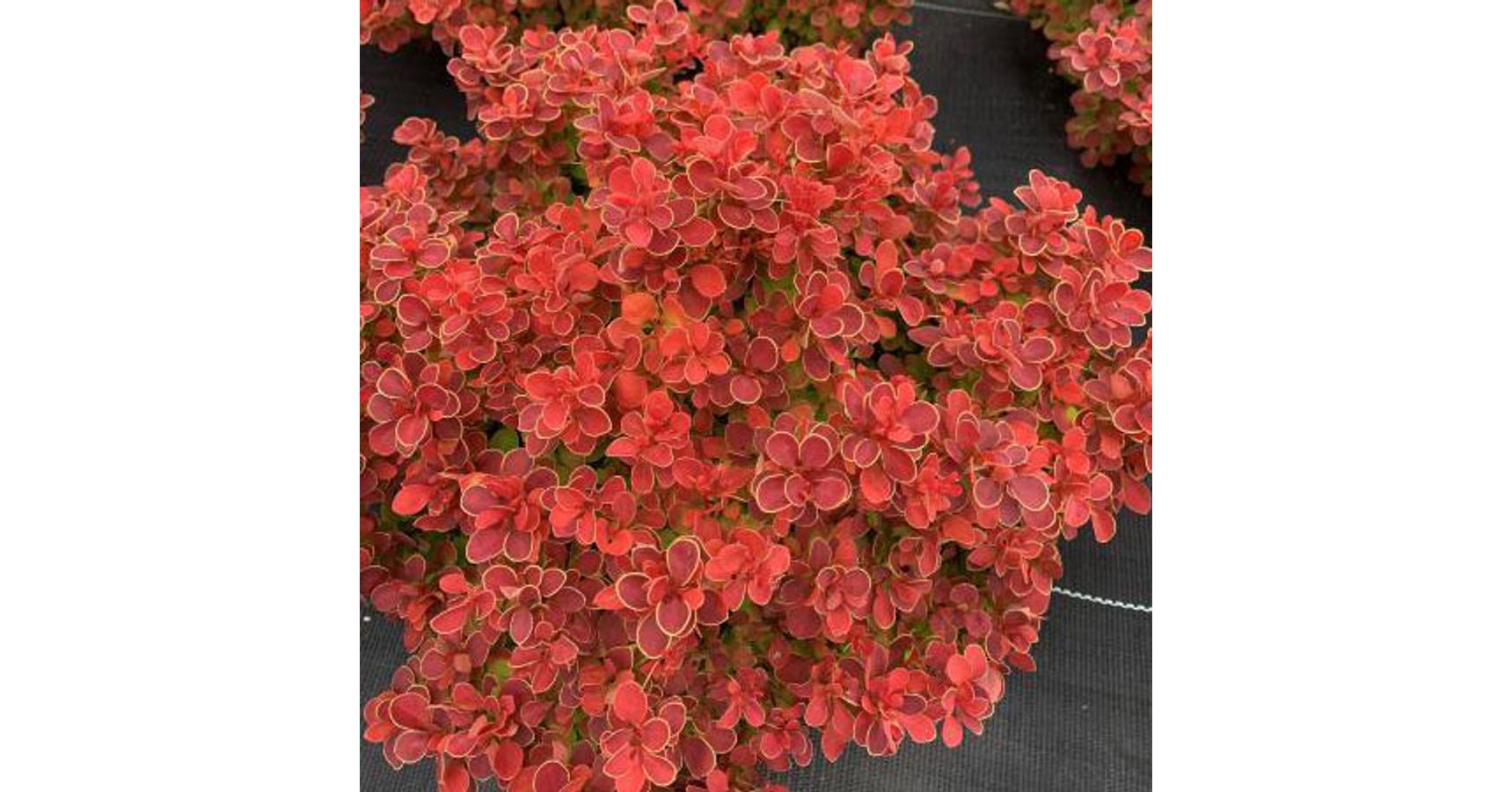 Berberis thunbergii 'Red Hot Chili' – Japán borbolya