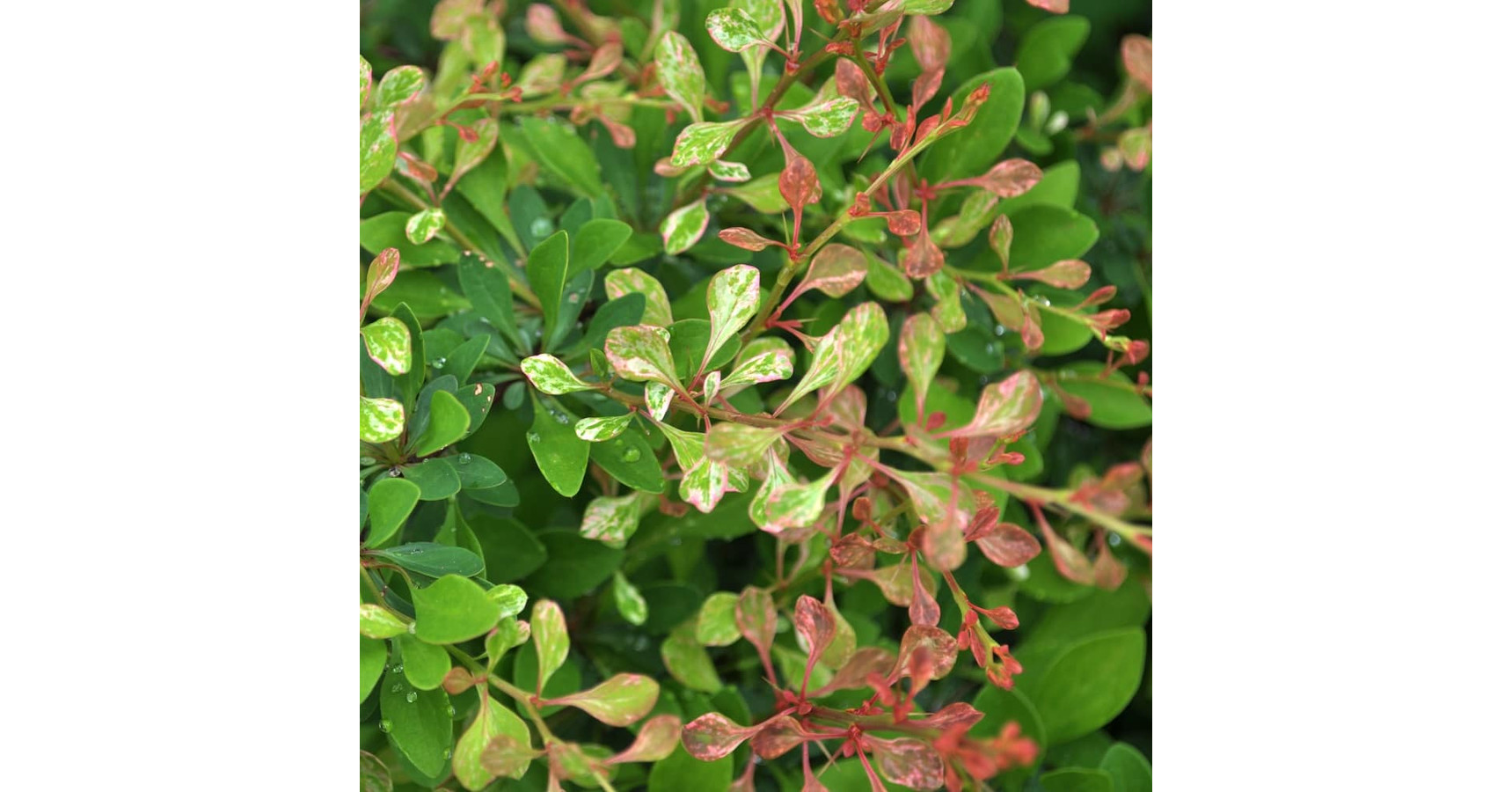 Berberis thunbergii 'Silver Beauty' – Japán borbolya