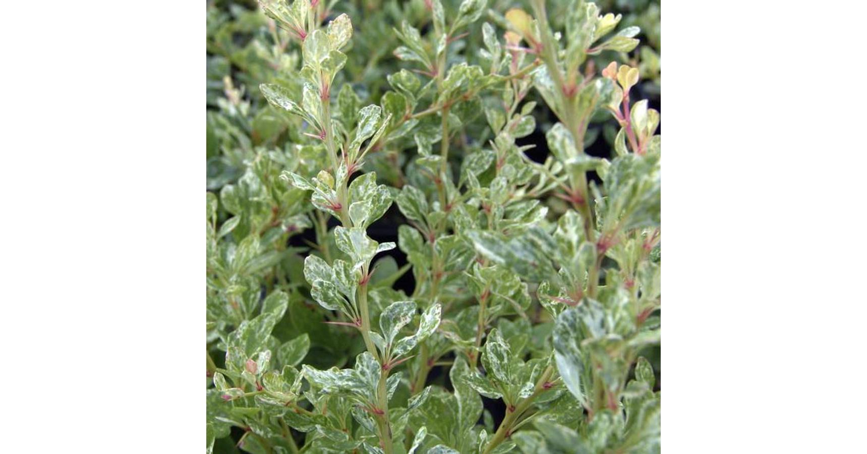 Berberis thunbergii 'Silver Pillar' – Japán borbolya