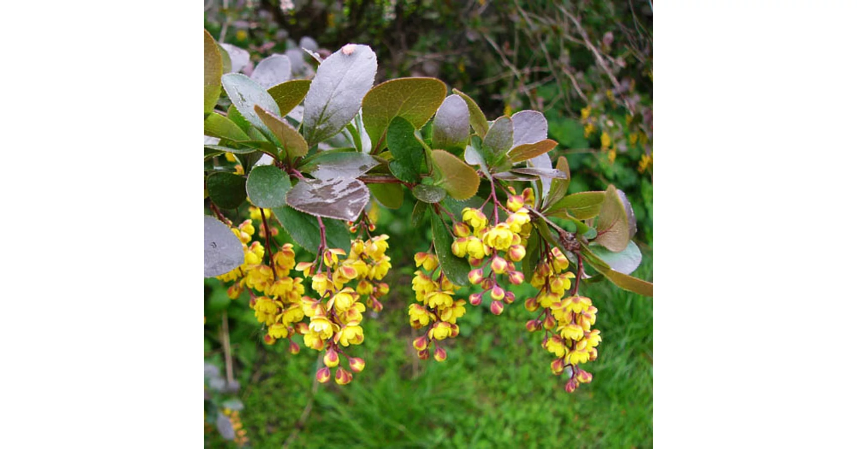 Berberis vulgaris – Közönséges borbolya