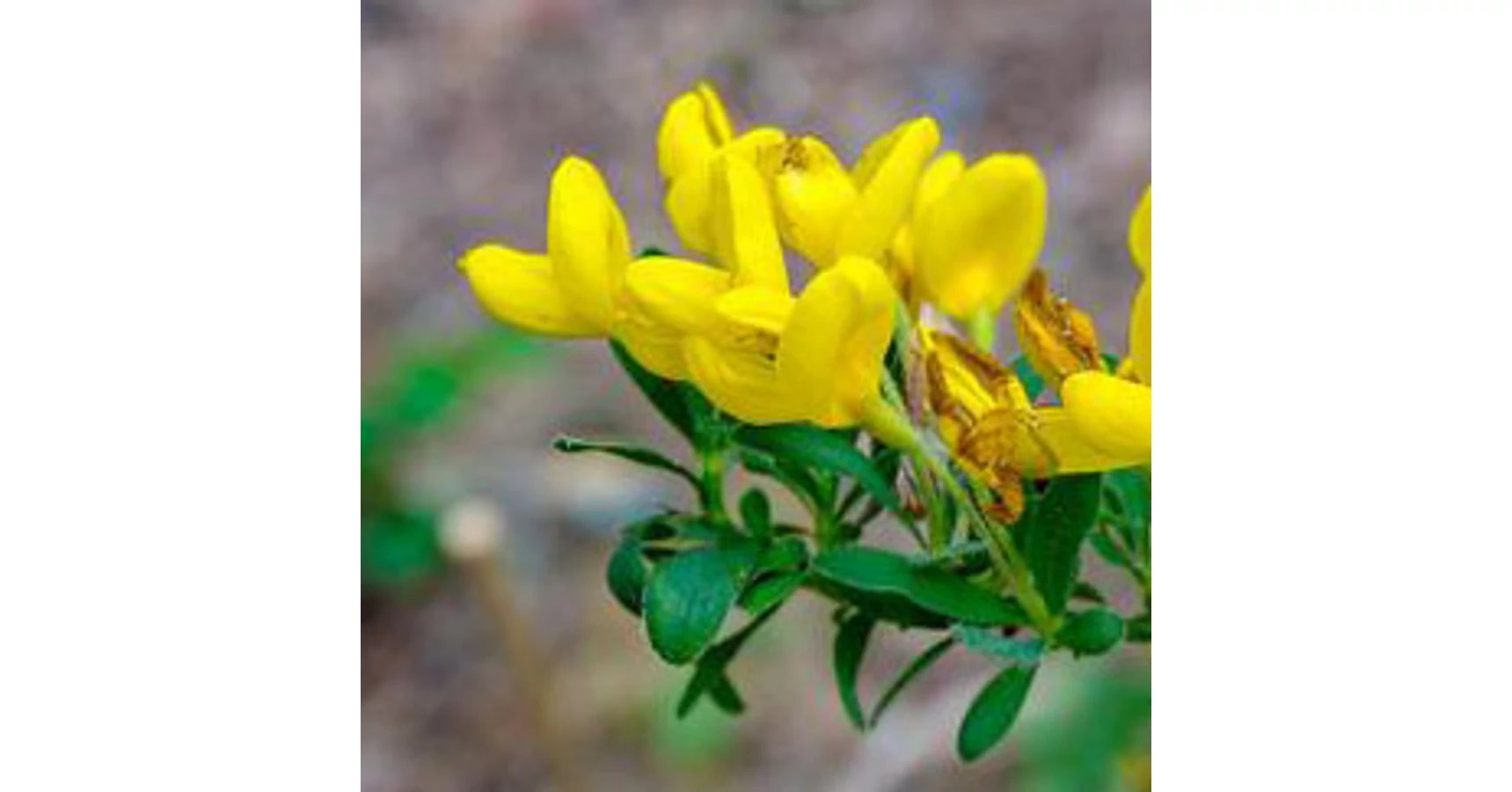 Cytisus decumbens – Zanót