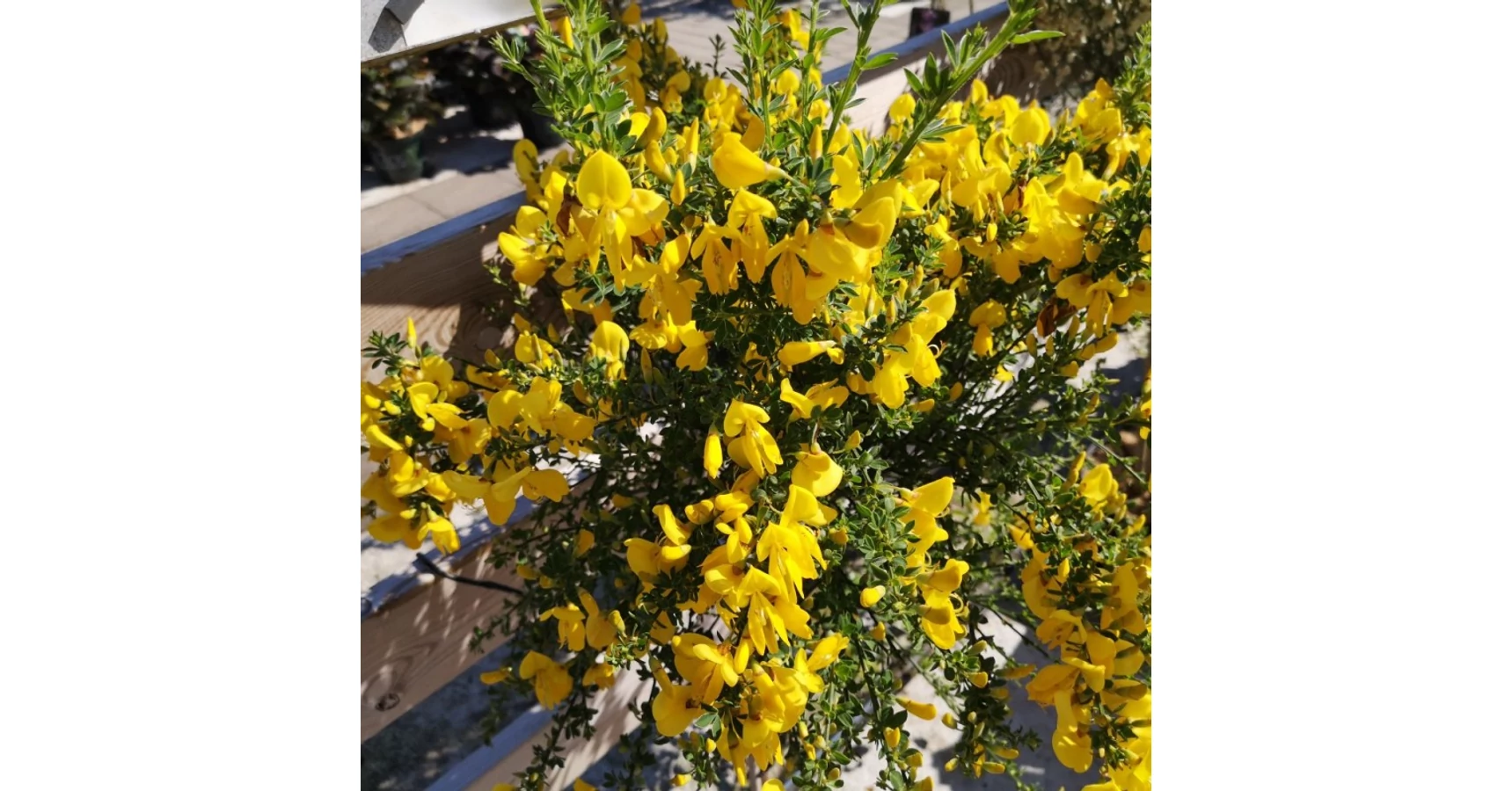 Cytisus 'Golden Sunlight' – Zanót