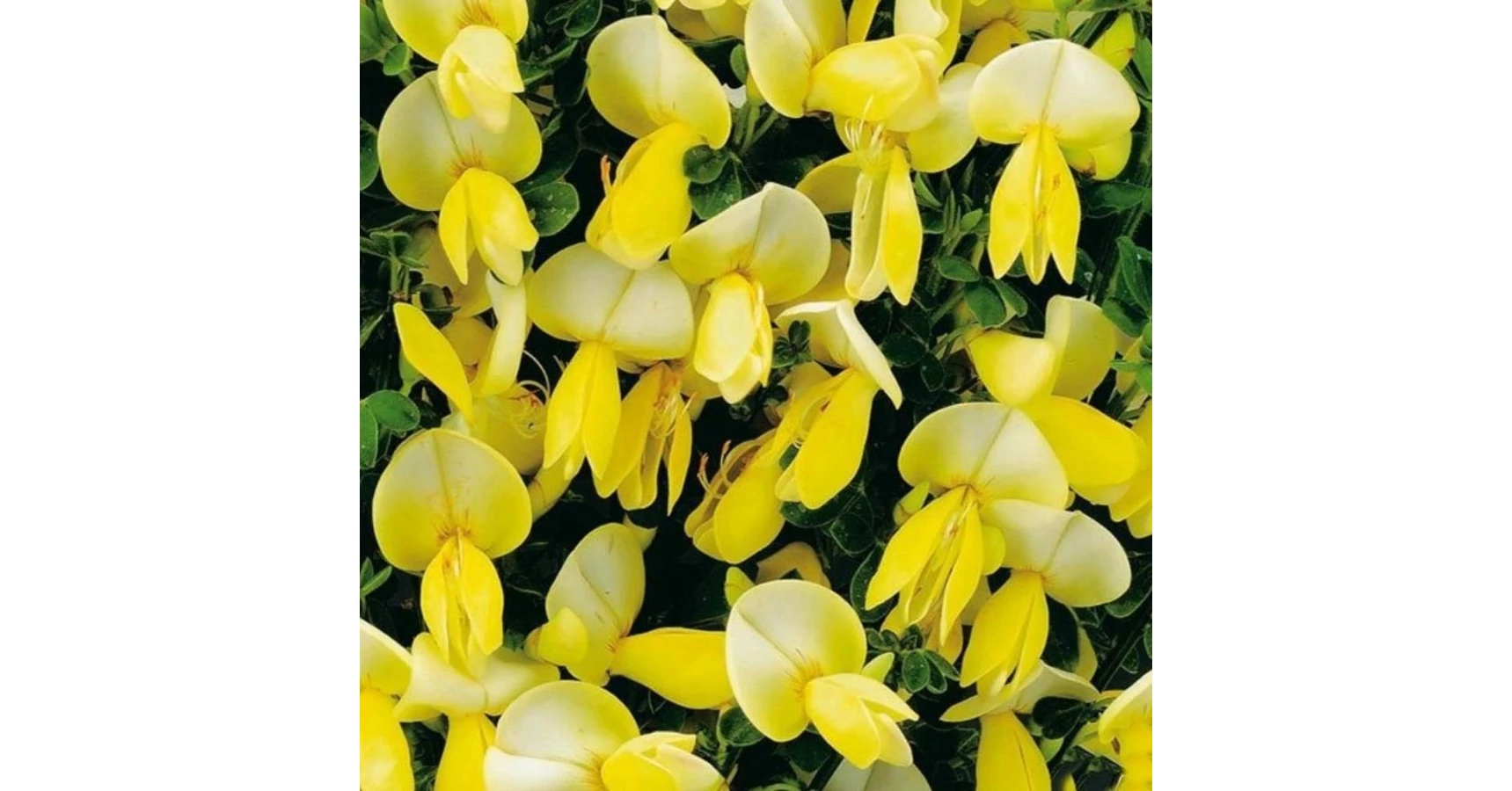 Cytisus 'Luna' – Zanót