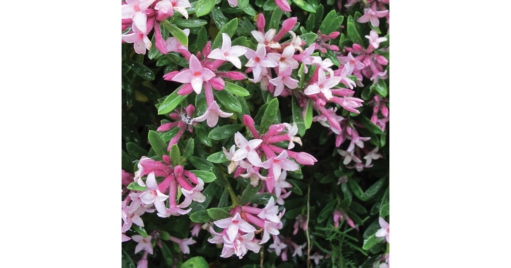 Daphne transatlantica 'Pink Fragrance'® – Boroszlán