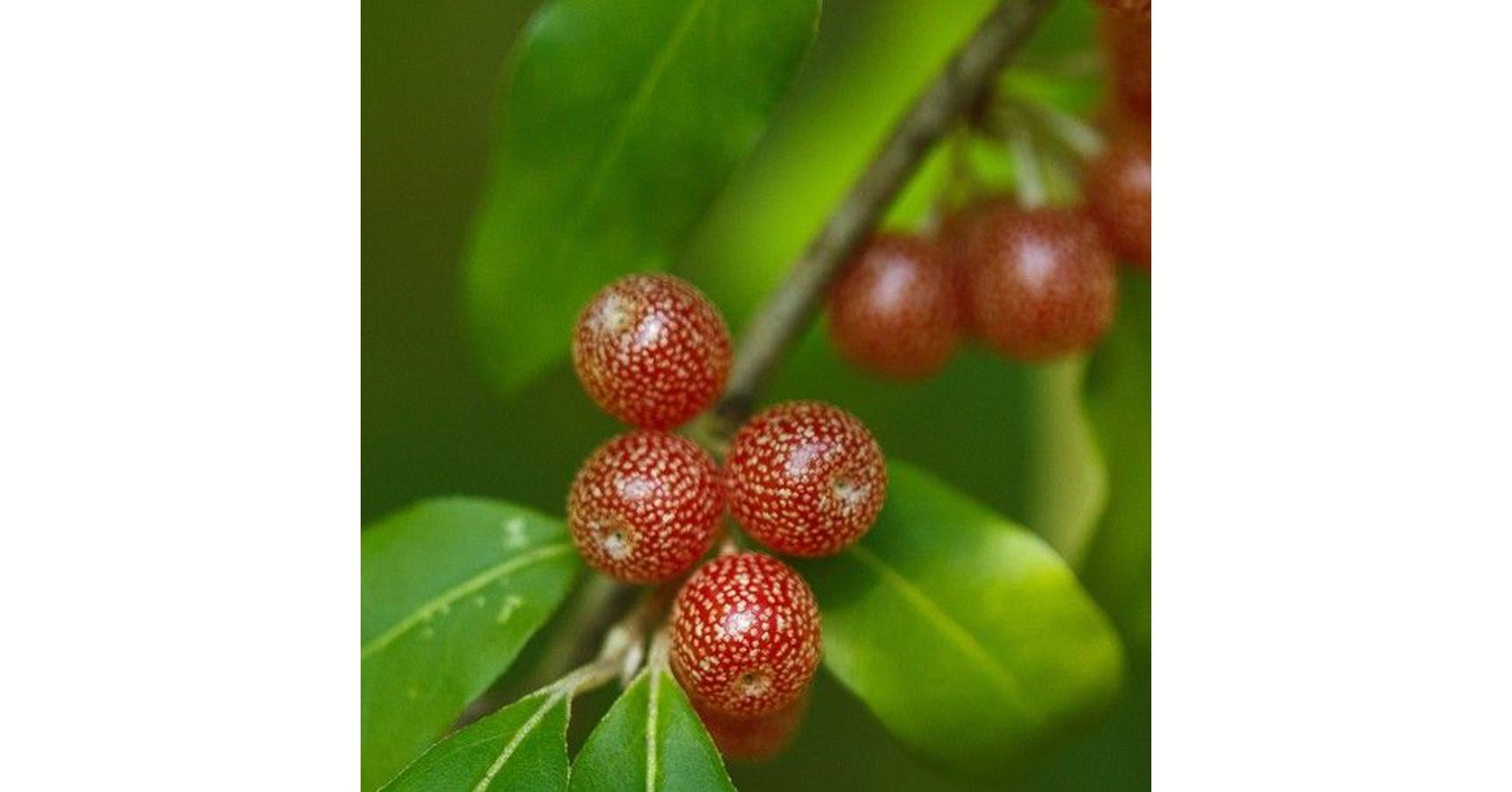 Elaeagnus umbellata 'Brilliant Rose' – Pirostermésű ezüstfa