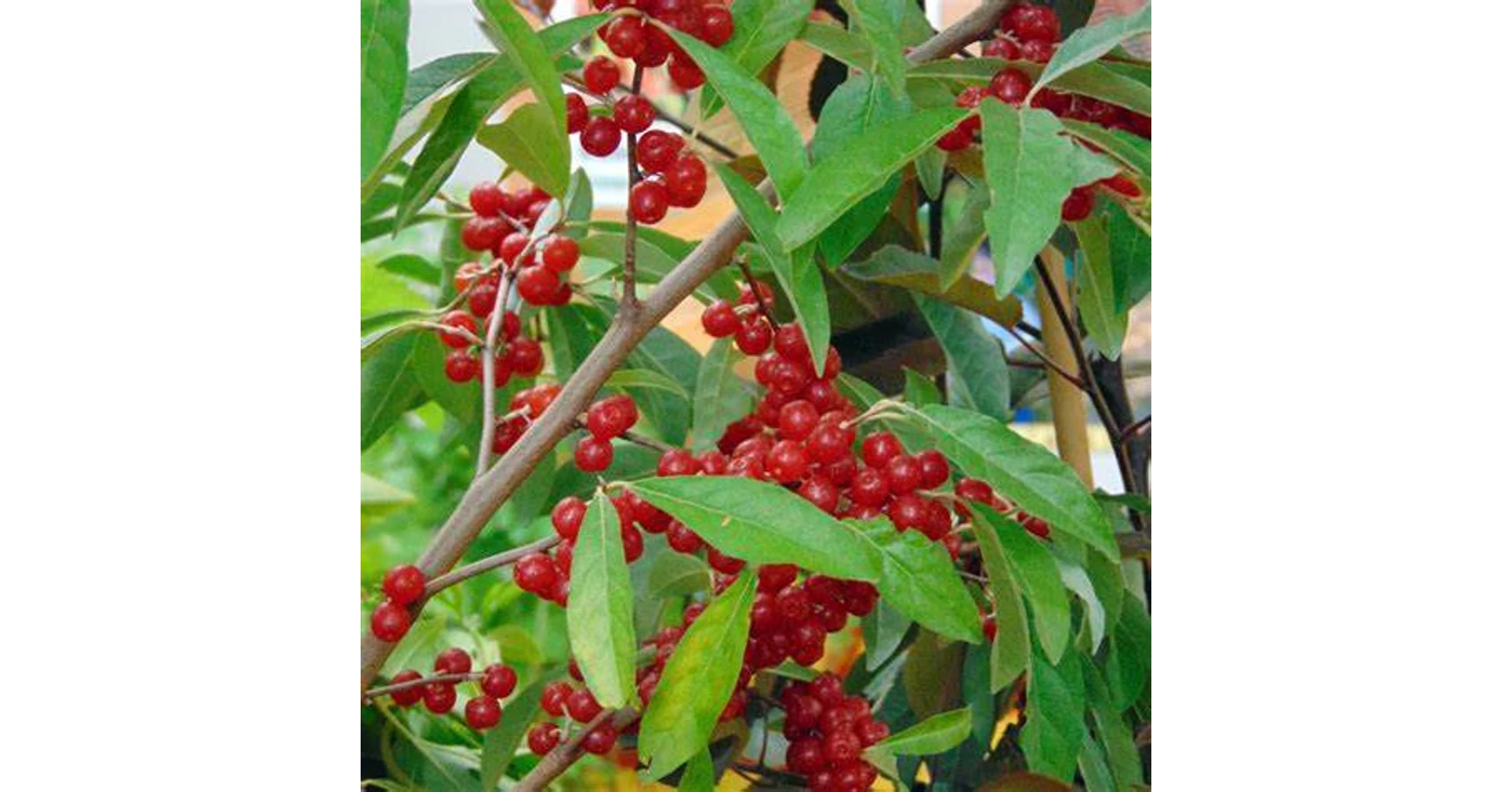 Elaeagnus umbellata Pointilla® 'Sweet'n'Sour'® – Ezüstfa