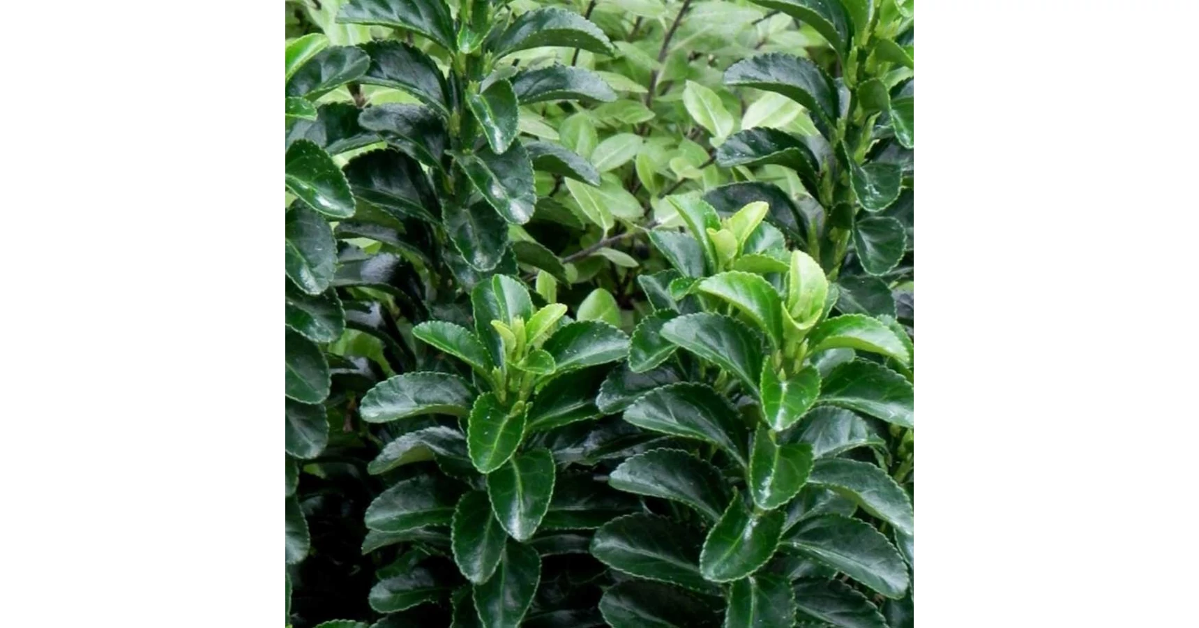 Euonymus japonicus 'Green Rocket' – Japán kecskerágó