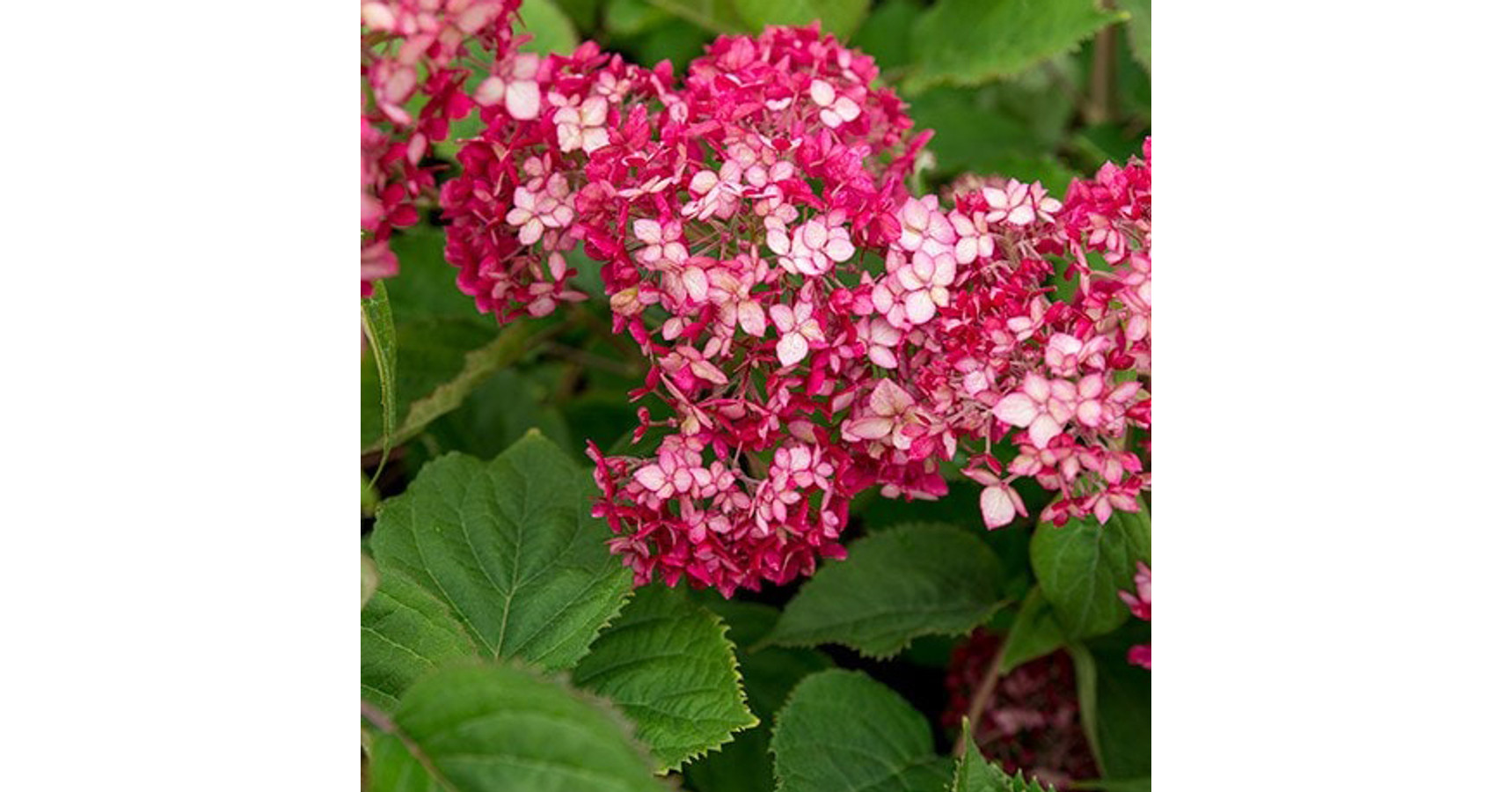 Hydrangea arborescens 'Ruby Annabelle' – Cserjés hortenzia
