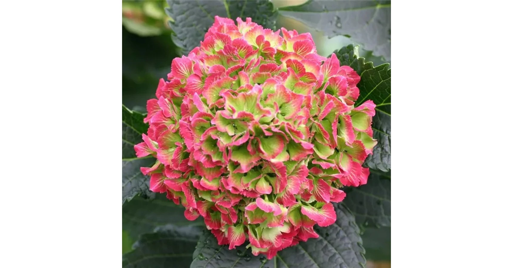 Hydrangea macrophylla 'Magical Anouk' (syn.: 'Kolmagicono') – Kerti ...