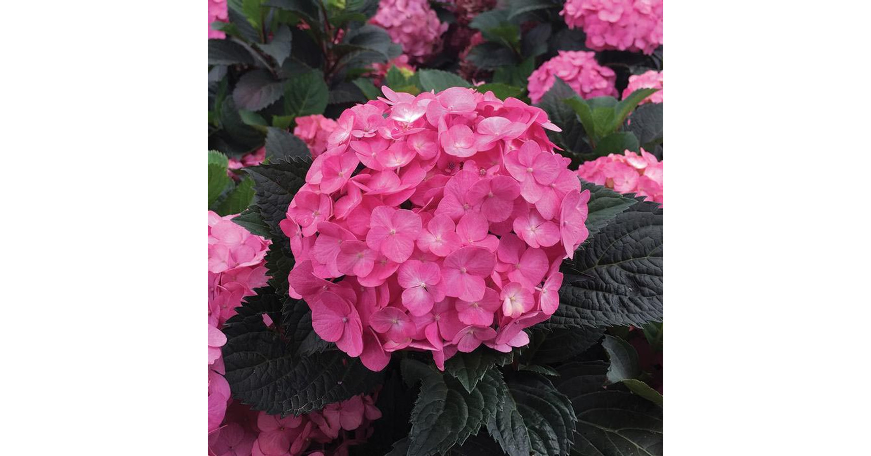 Hydrangea macrophylla 'Teller After Midnight' – Kerti hortenzia