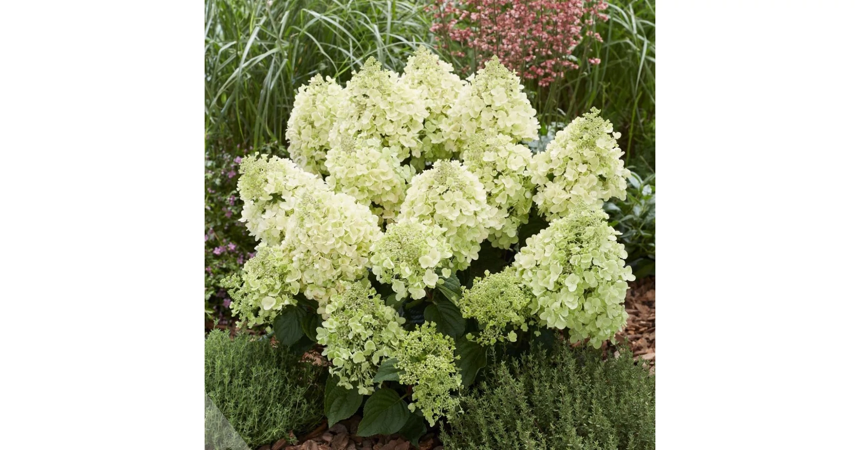 Hydrangea paniculata 'Bee Happy' – Bugás hortenzia