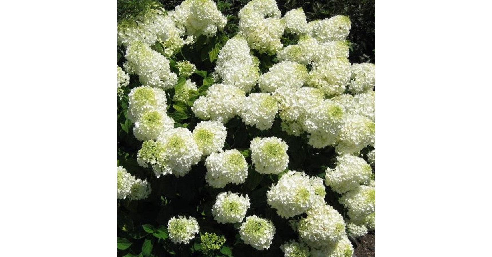 Hydrangea paniculata 'Bombshell' – Bugás hortenzia