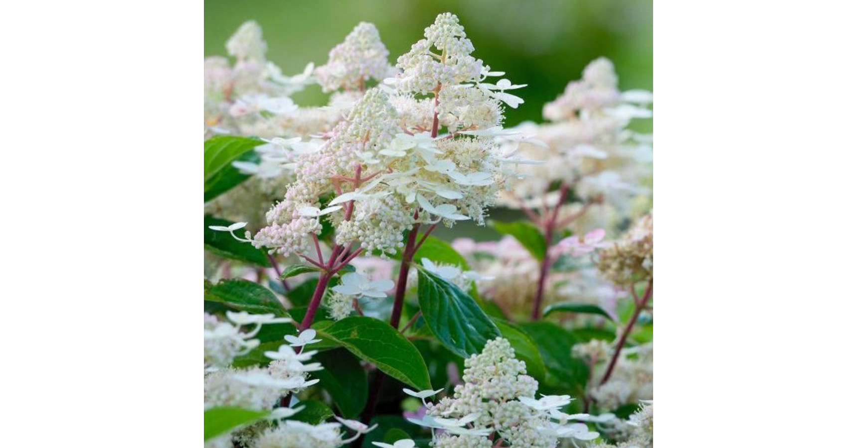 Hydrangea paniculata 'Early Harry' – Bugás hortenzia