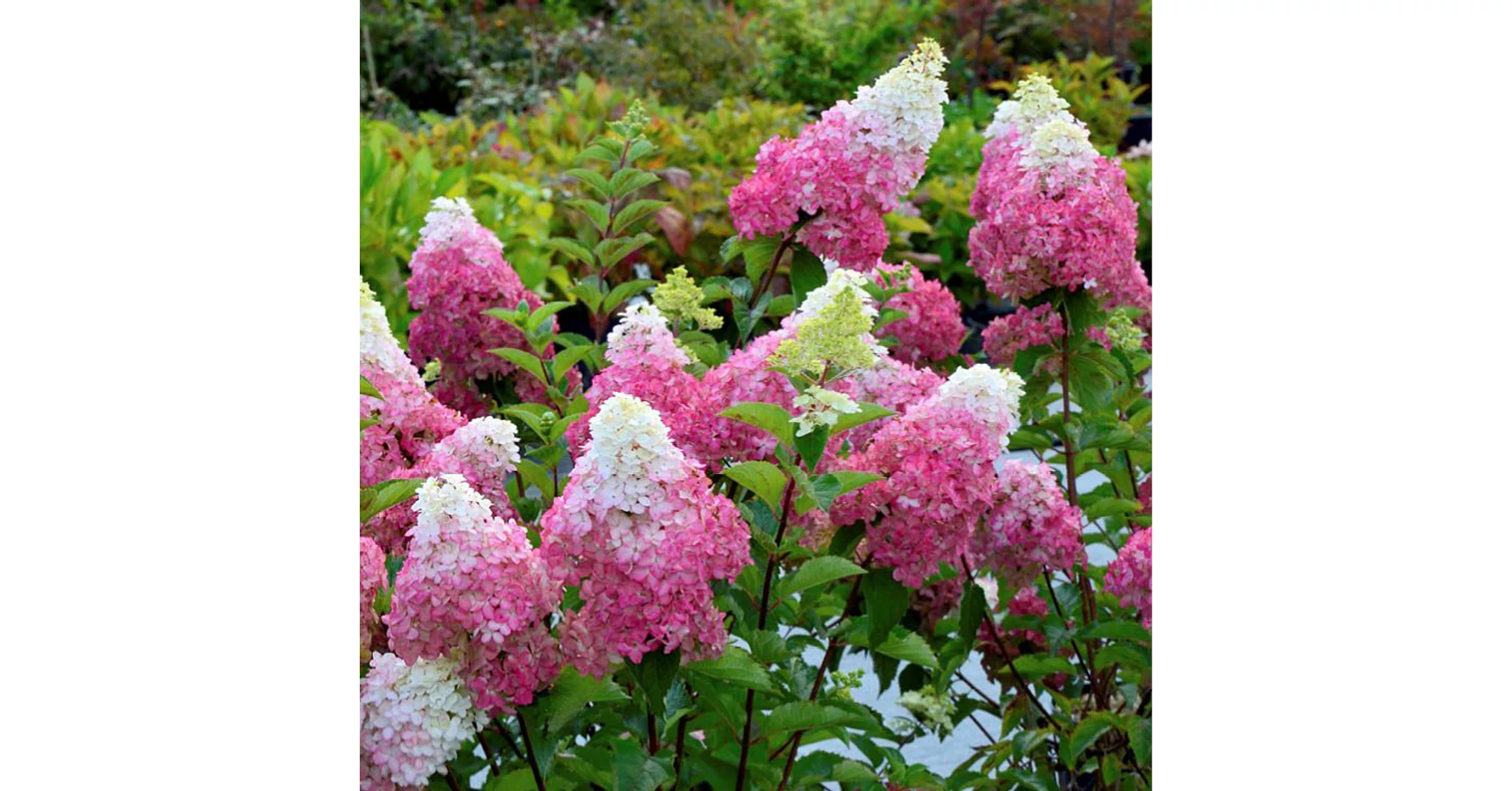 Hydrangea paniculata 'Fraise Melba' – Bugás hortenzia