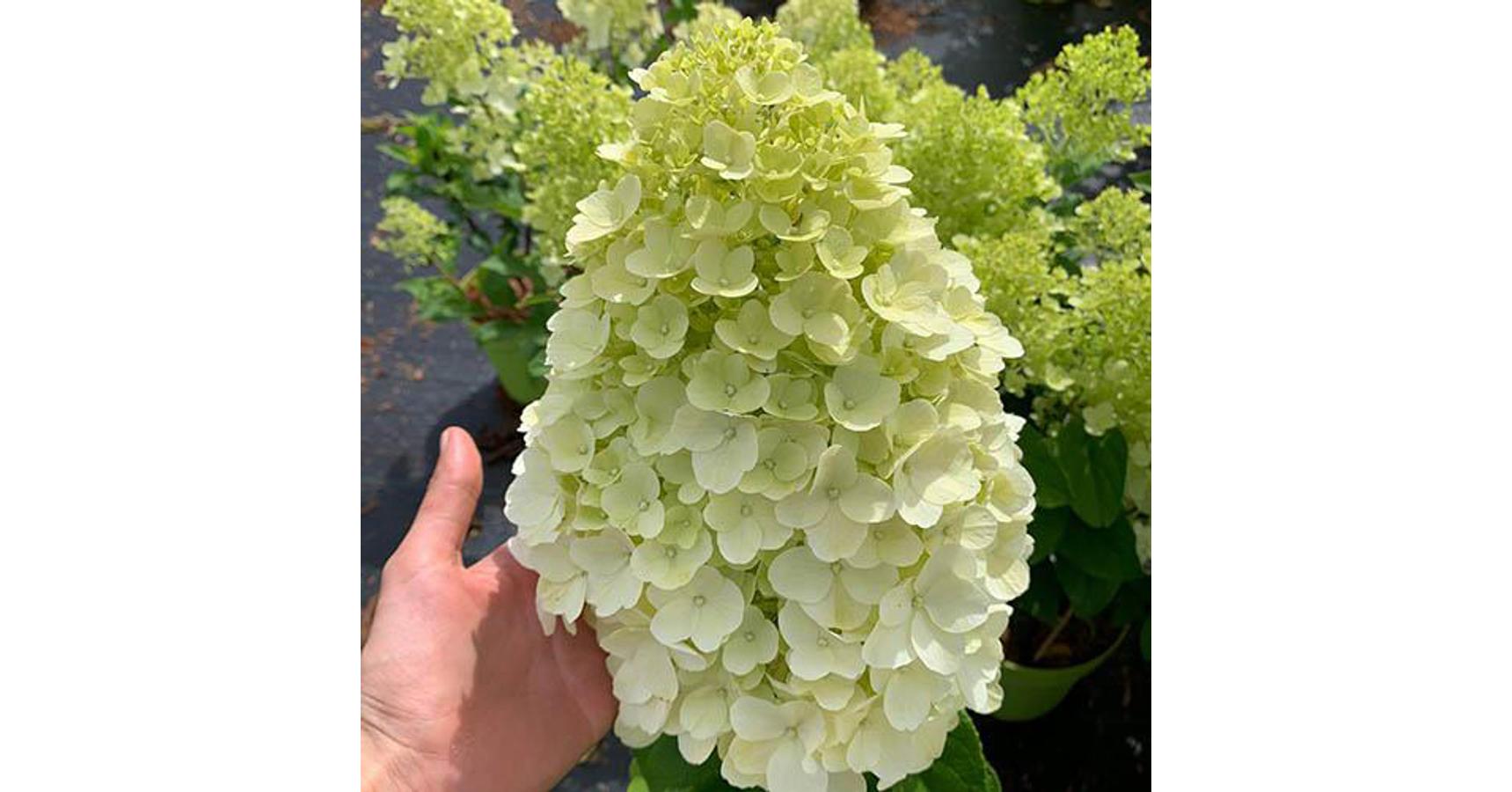 Hydrangea paniculata 'Hercules'® – Bugás hortenzia