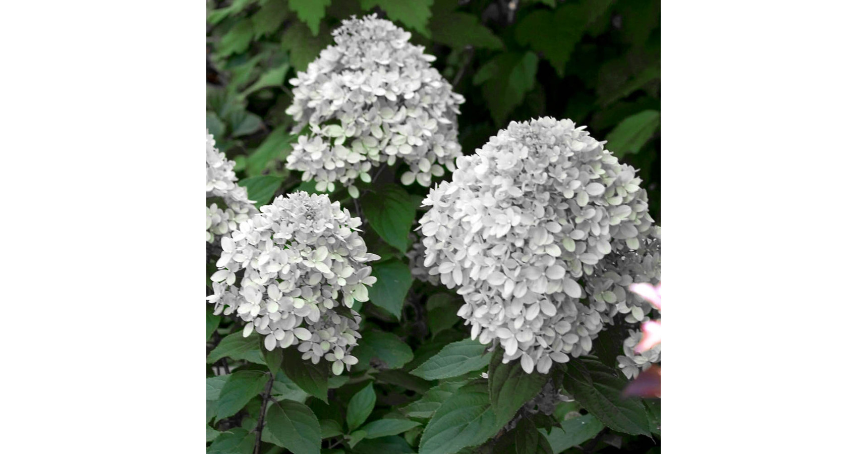 Hydrangea paniculata 'Little Alf' – Bugás hortenzia