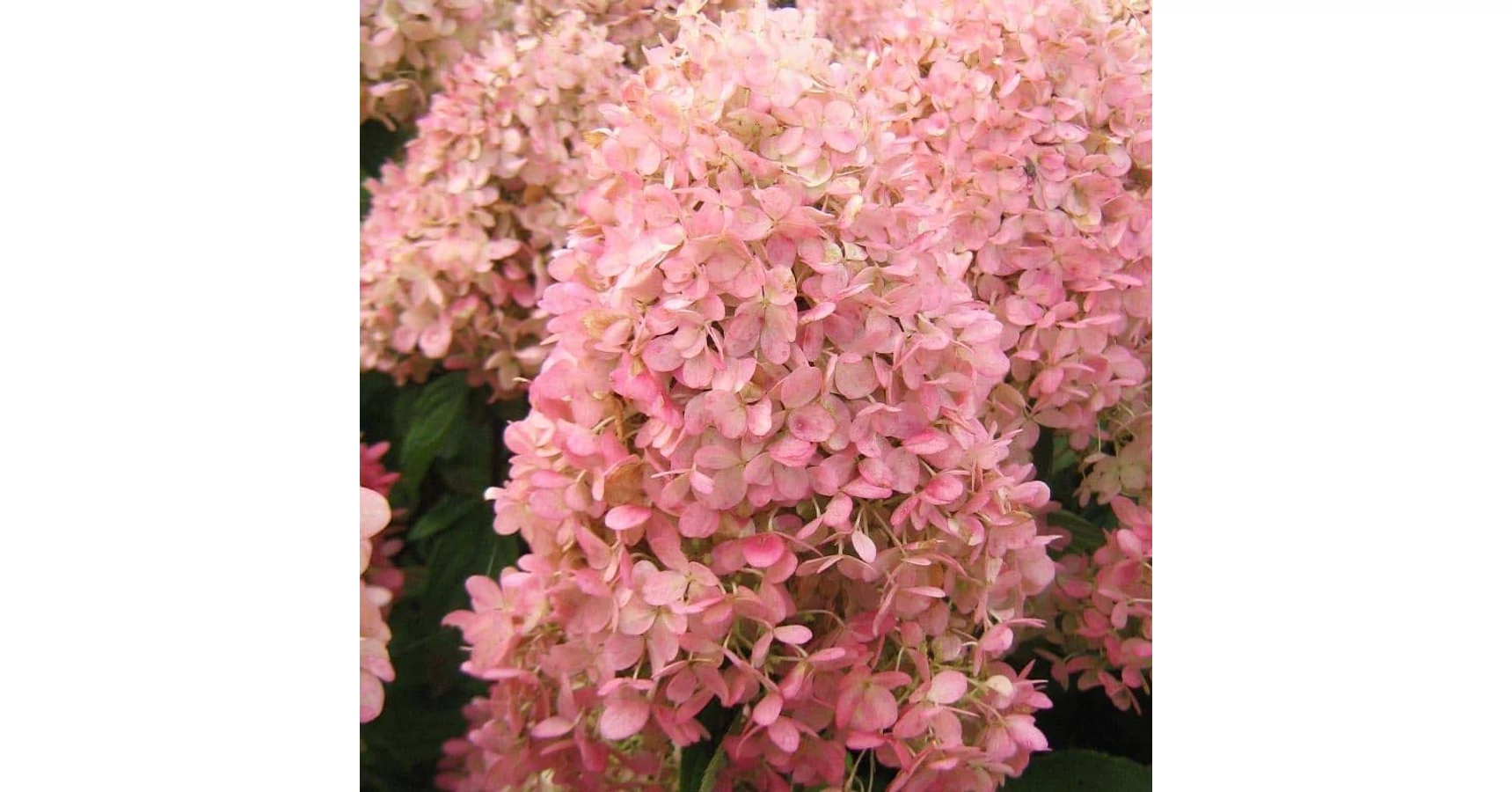 Hydrangea paniculata 'Magical Sweet Summer' (syn.: 'Bokrathirteen ...