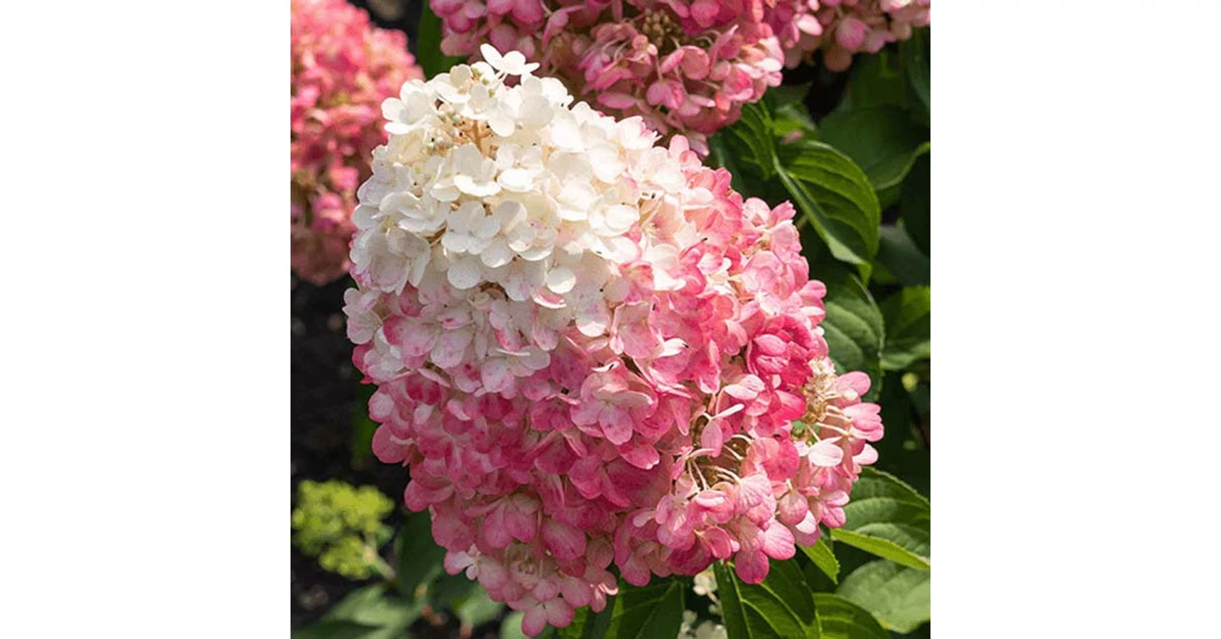 Hydrangea paniculata 'Pinky Promise' – Bugás hortenzia