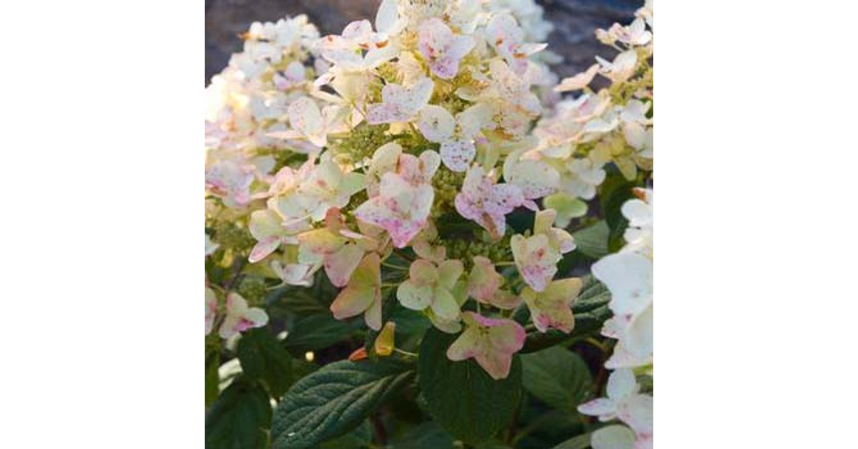 Hydrangea paniculata 'Tickled Pink' – Bugás hortenzia