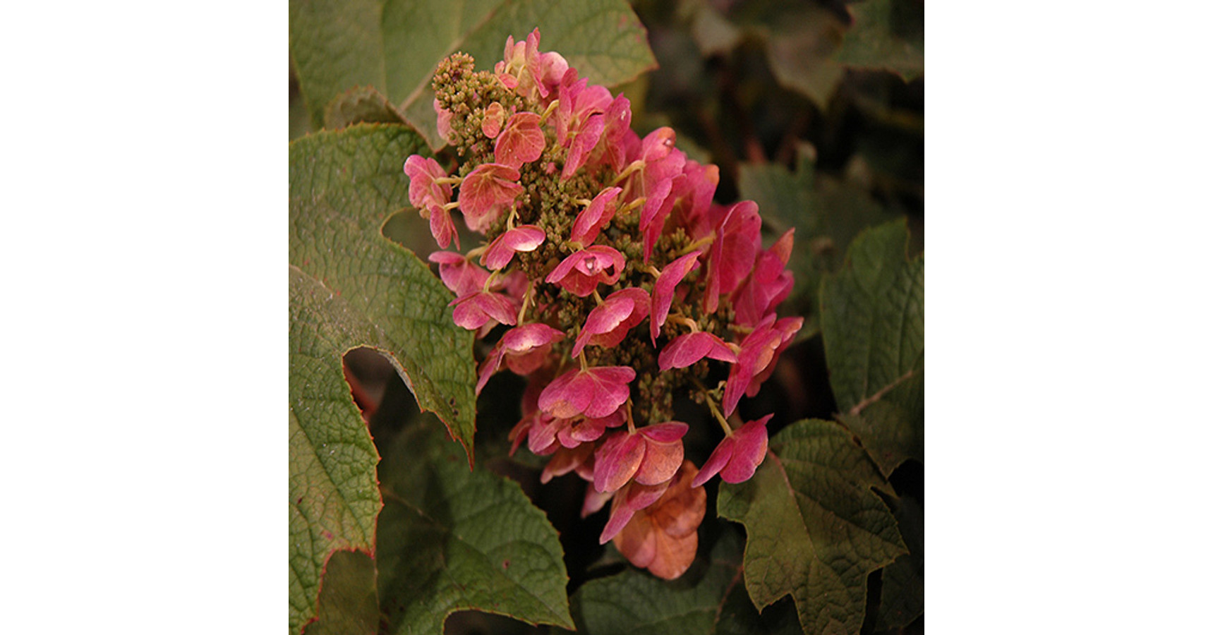 Hydrangea quercifolia 'Ruby Slippers®' – Tölgylevelű hortenzia