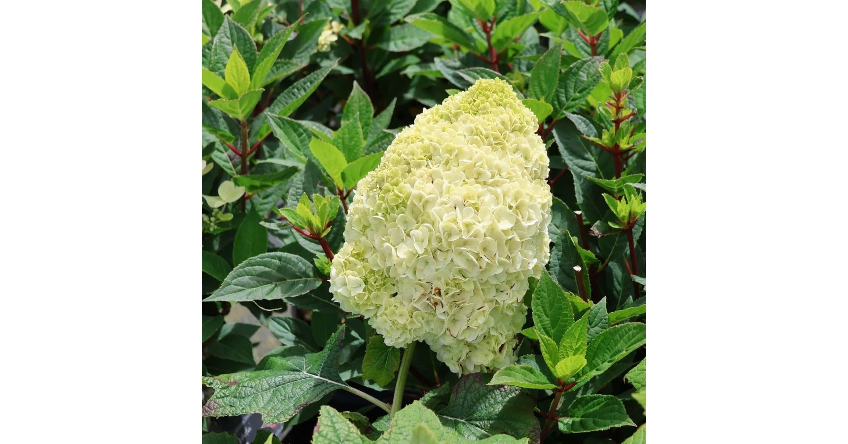 Hydrangea quercifolia 'Tara'® – Tölgylevelű hortenzia