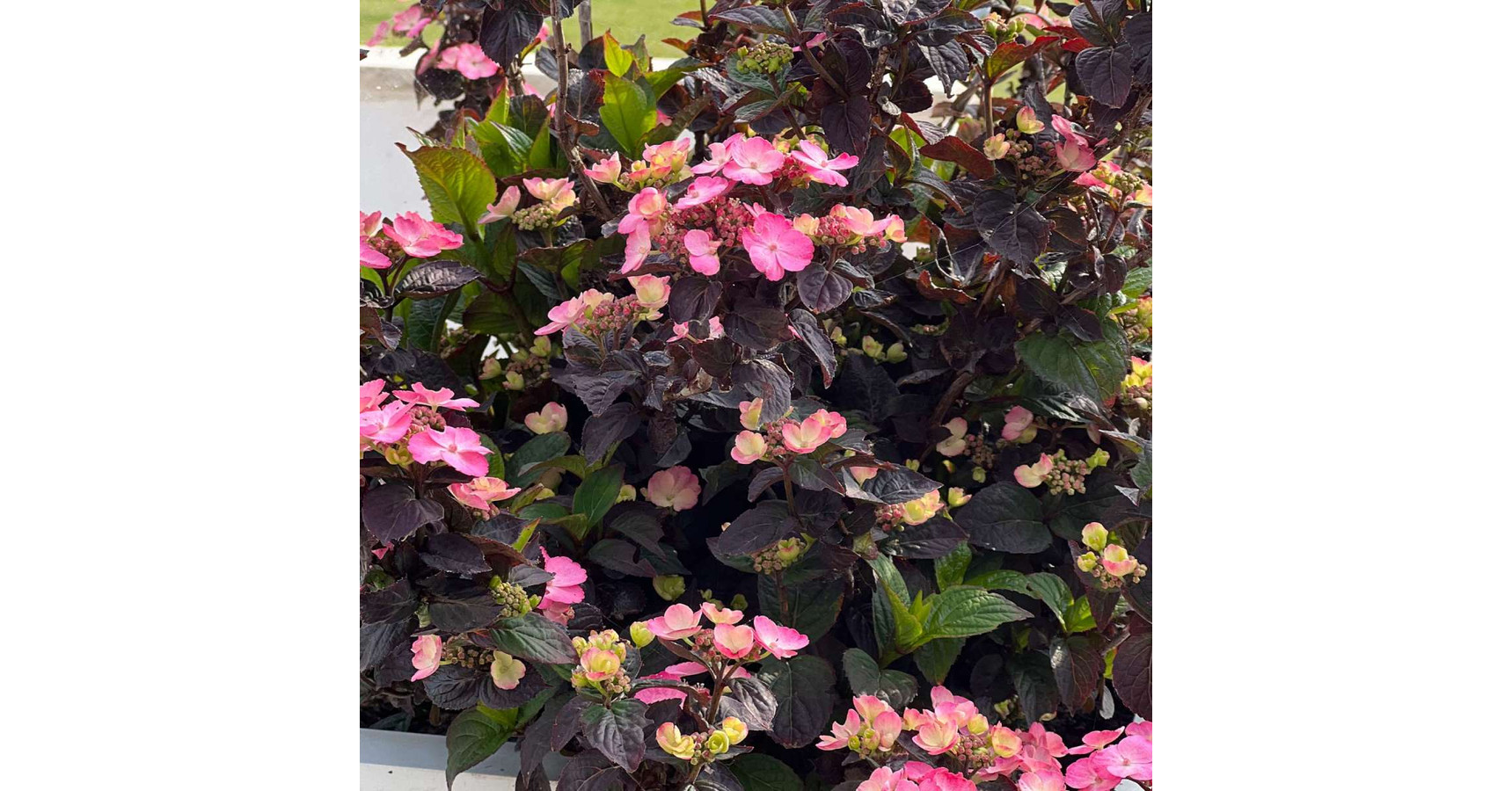 Hydrangea serrata 'Daredevil' – Fűrészeslevelű hortenzia