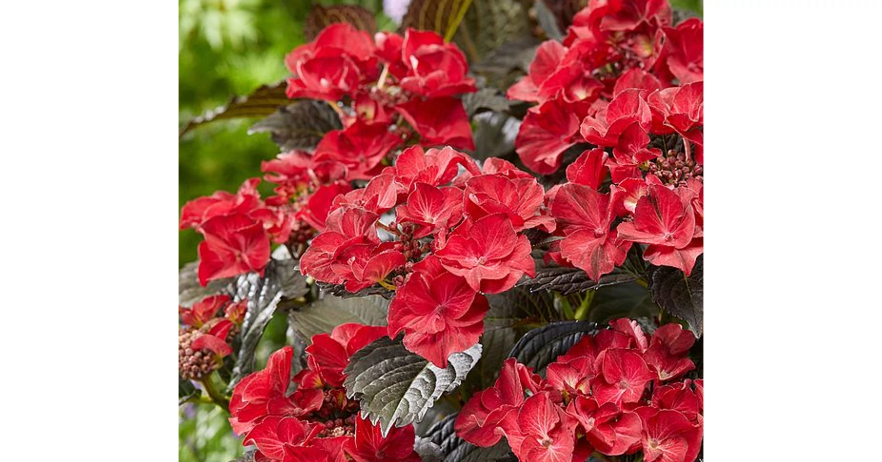 Hydrangea macrophylla 'Teller After Midnight' – Kerti hortenzia