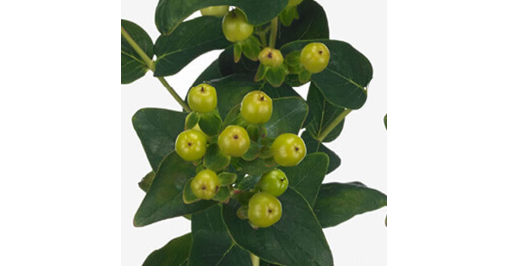 Hypericum x inodorum 'Magical Green Revival' – Orbáncfű