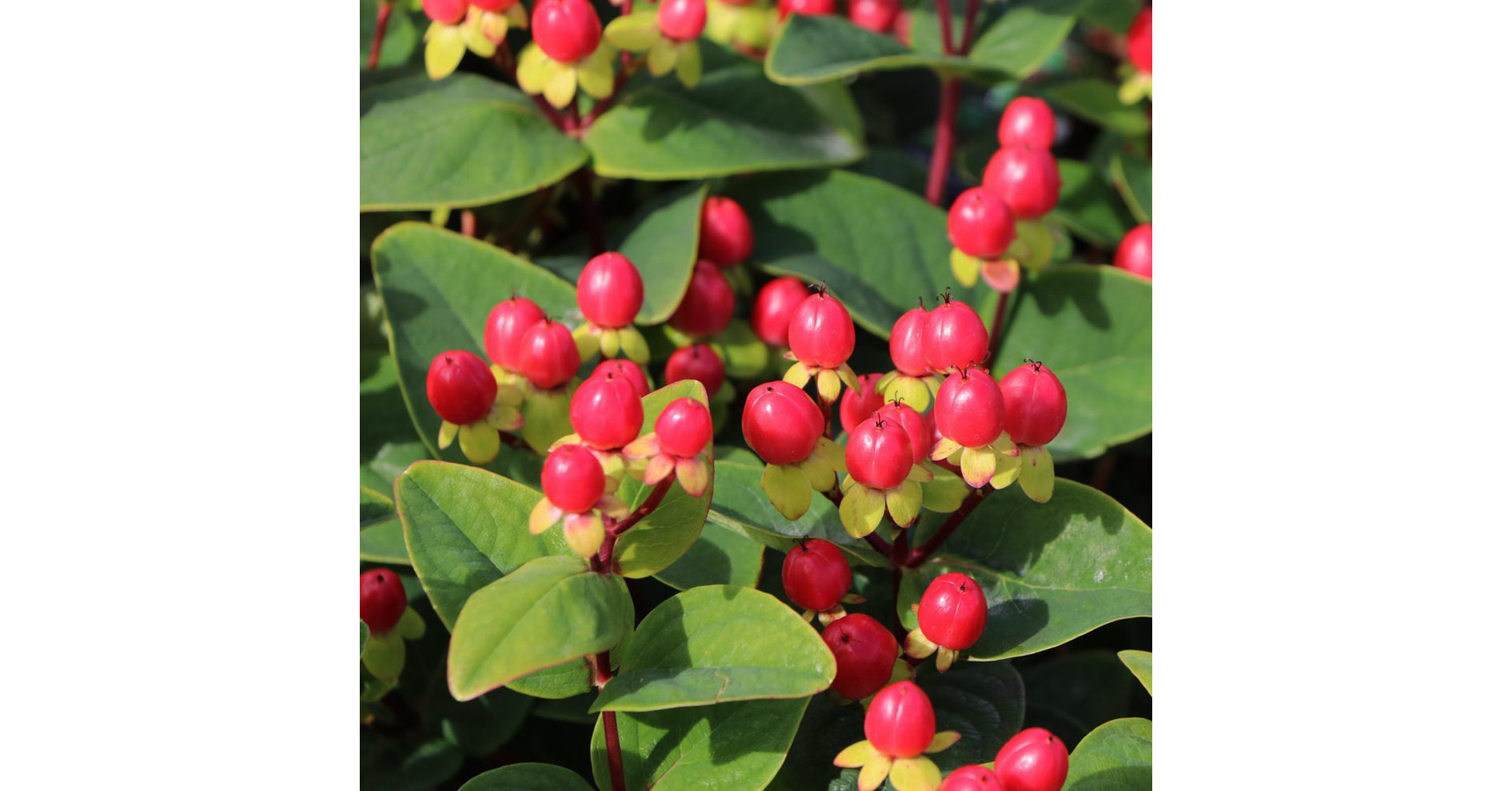 Hypericum 'Miracle® Grandeur' – Orbáncfű