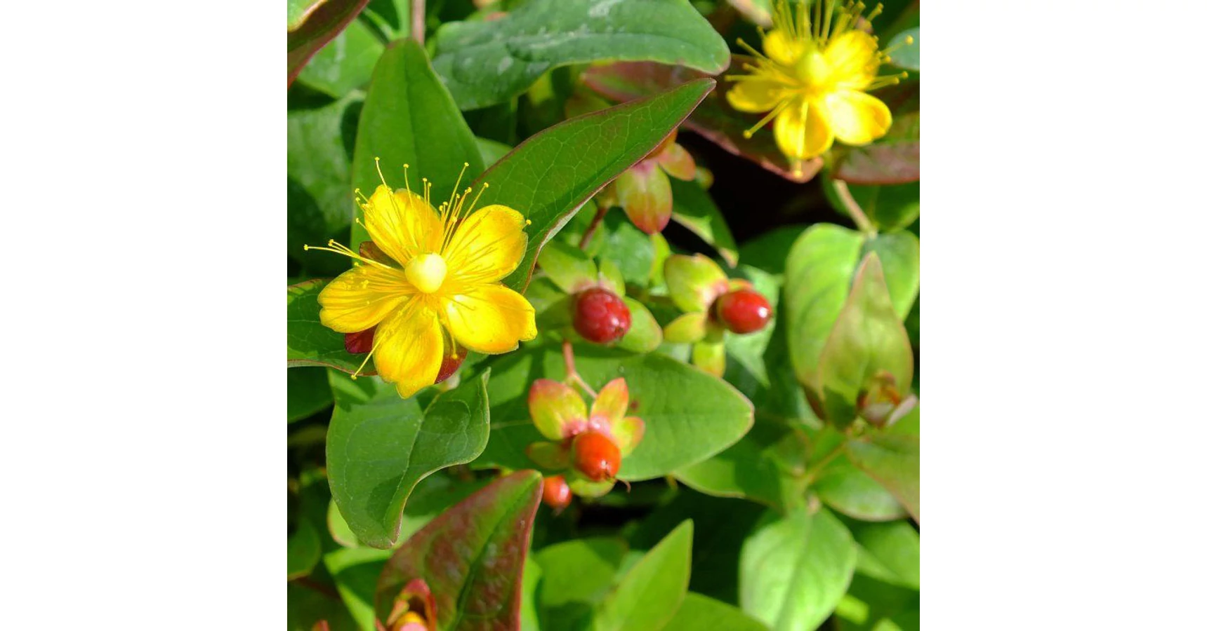 Hypericum x inodorum 'Rheingold' – Bordó bogyós orbáncfű