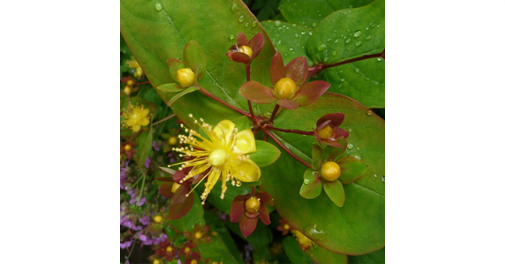 Hypericum inodorum 'Elstead' – Piros bogyós orbáncfű