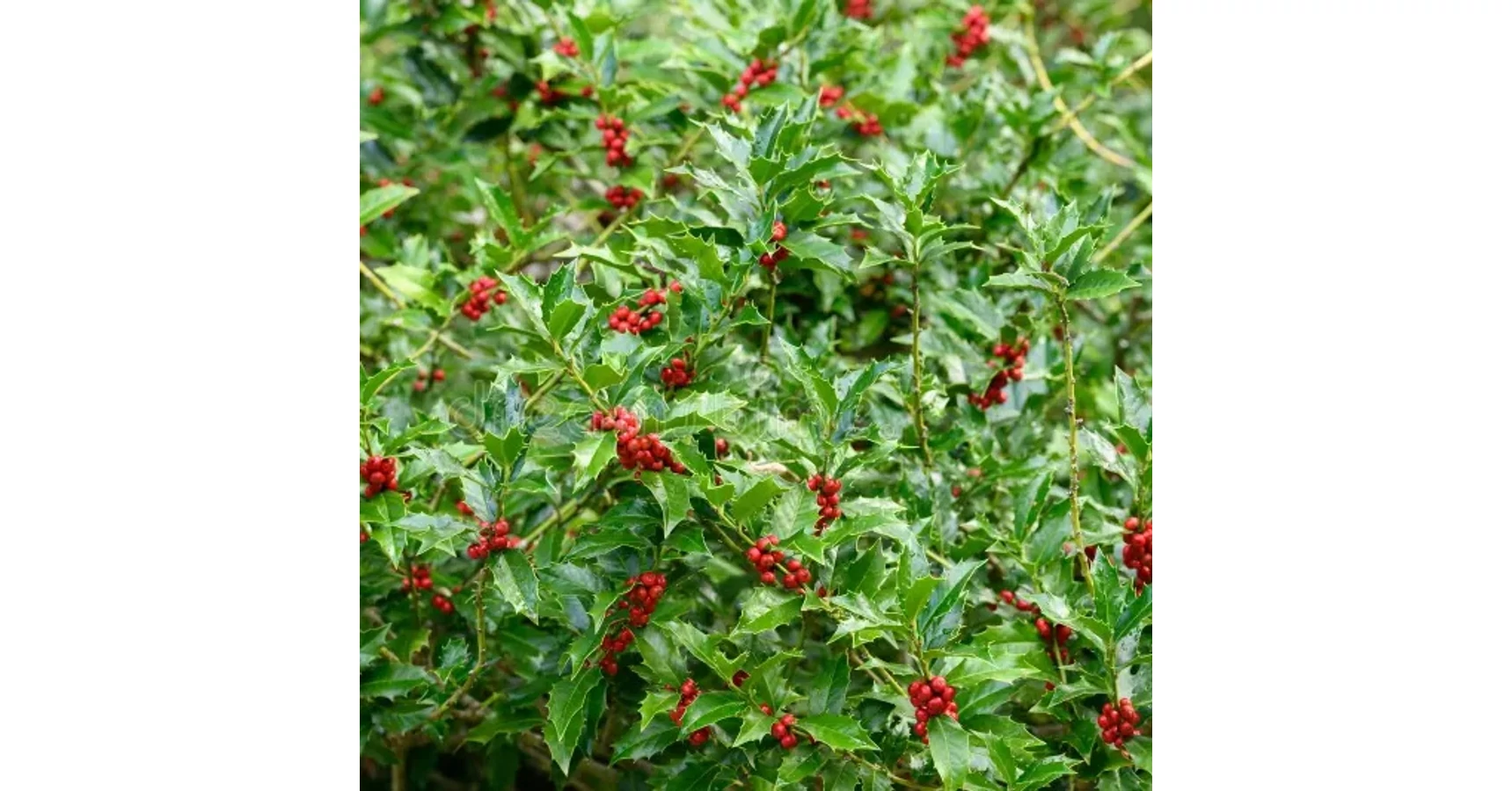 Ilex colchica – Magyal