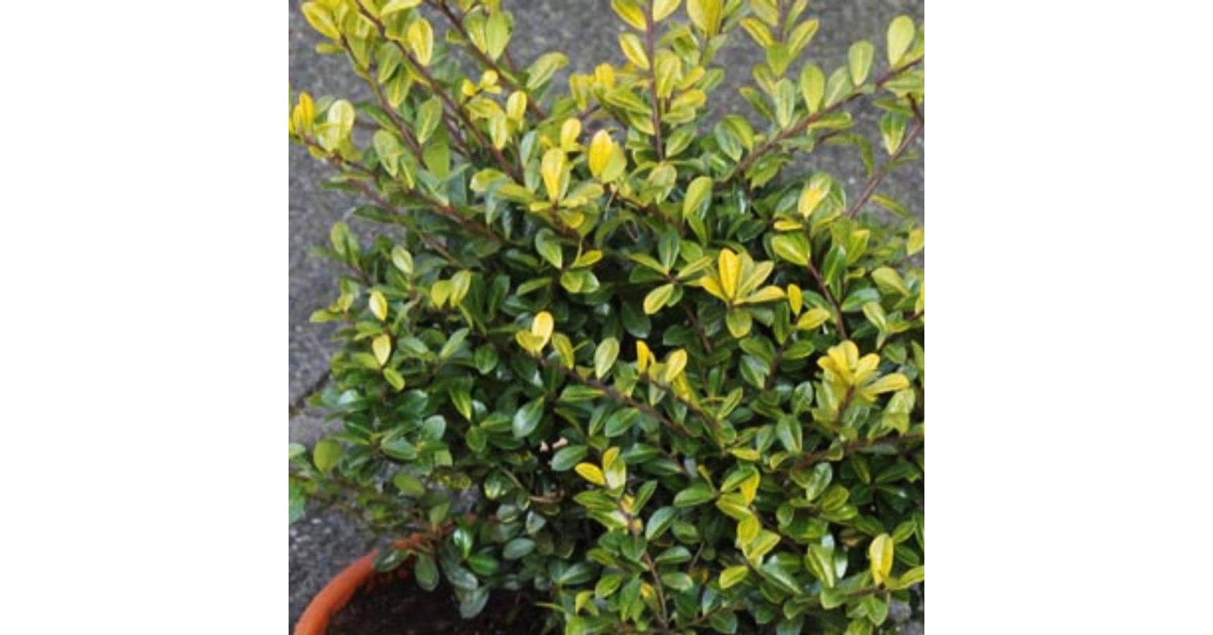 Ilex crenata 'Golden Gem' – Aprólevelű magyal