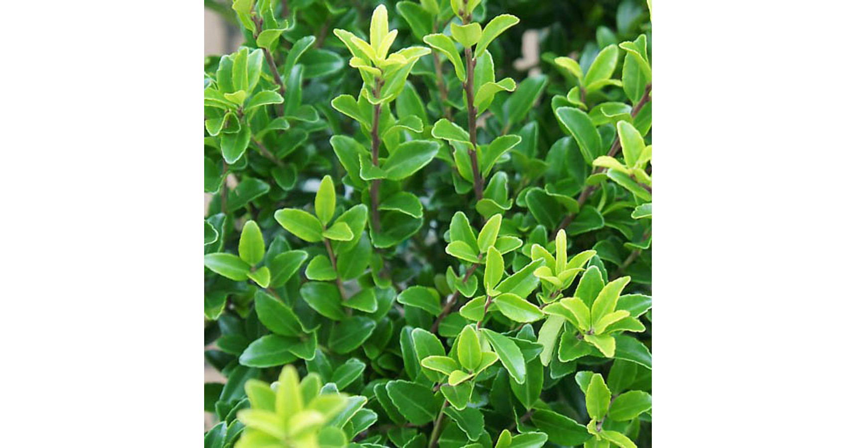 Ilex maximowicziana var. kanehirae 'Impala' – Japán magyal
