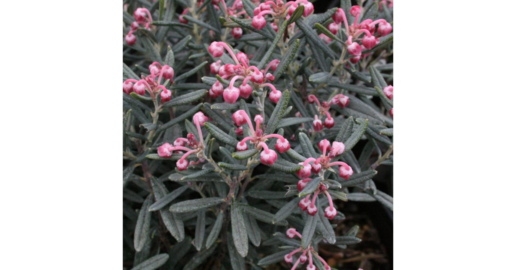 Andromeda polifolia 'Blue Ice' – Tőzegrozmaring
