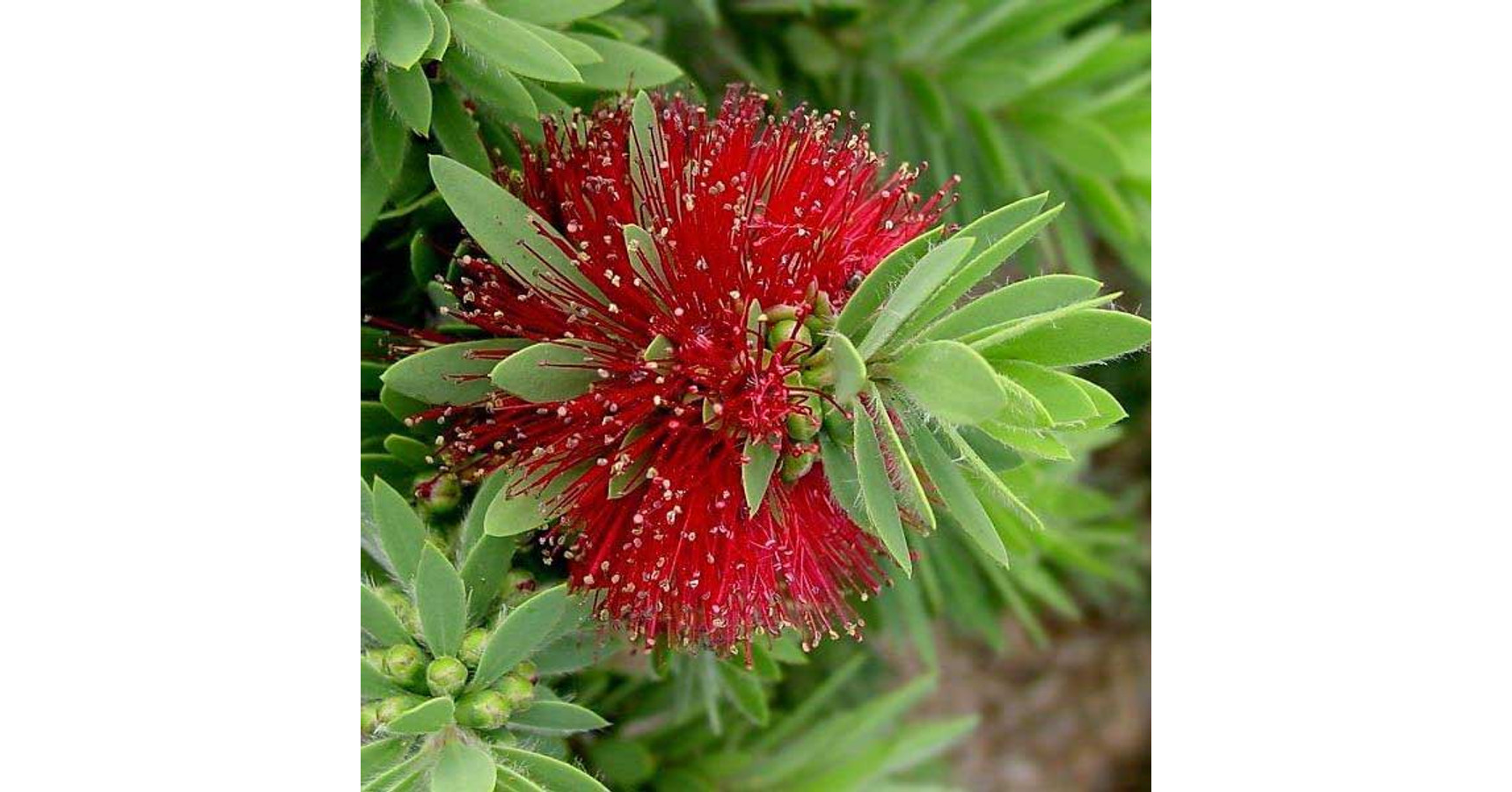 Callistemon 'Little John' – Kefevirág