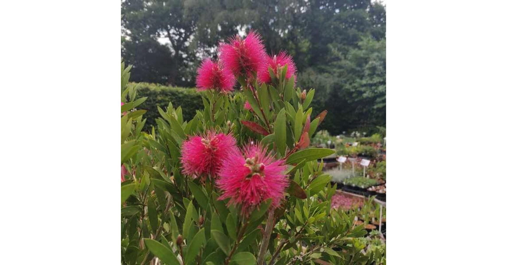 Callistemon viminalis 'Inferno' – Kefevirág