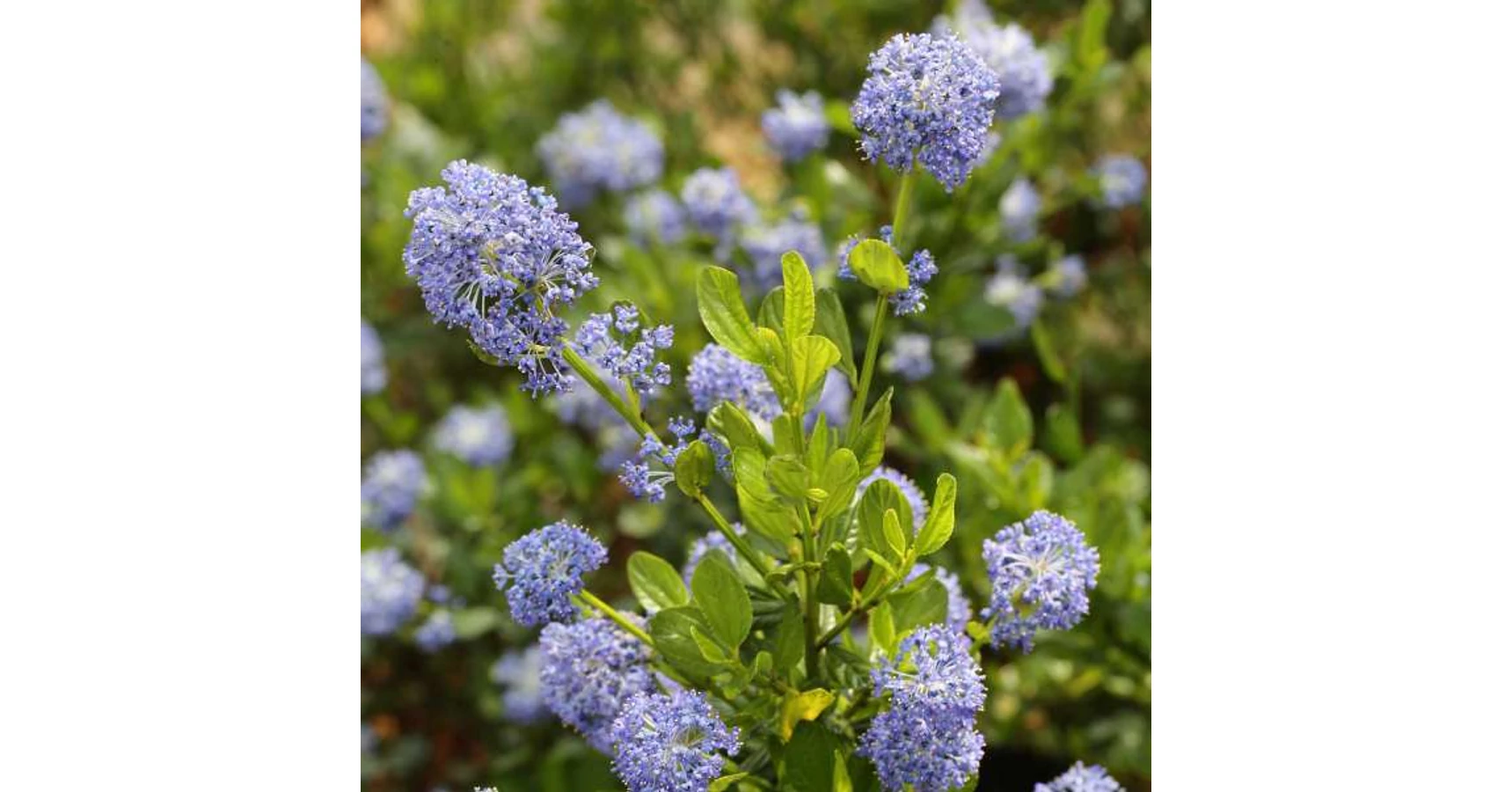 Ceanothus impressus 'Victoria' – Táskavirág