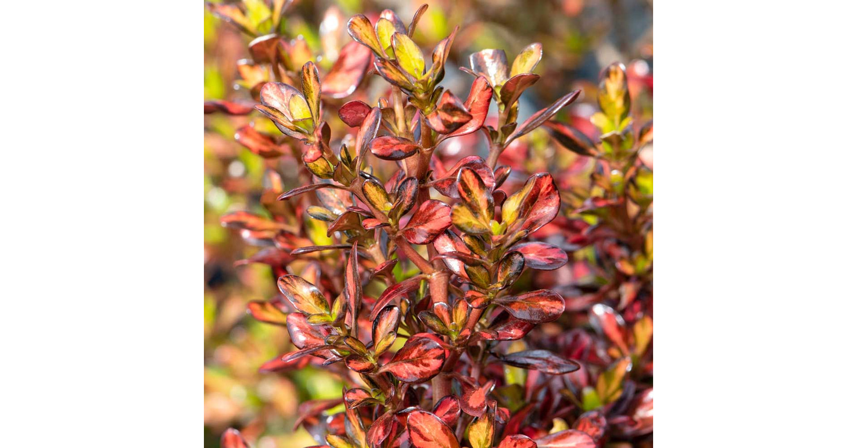 Coprosma 'Evening Glow' – Amerikai tükörcserje
