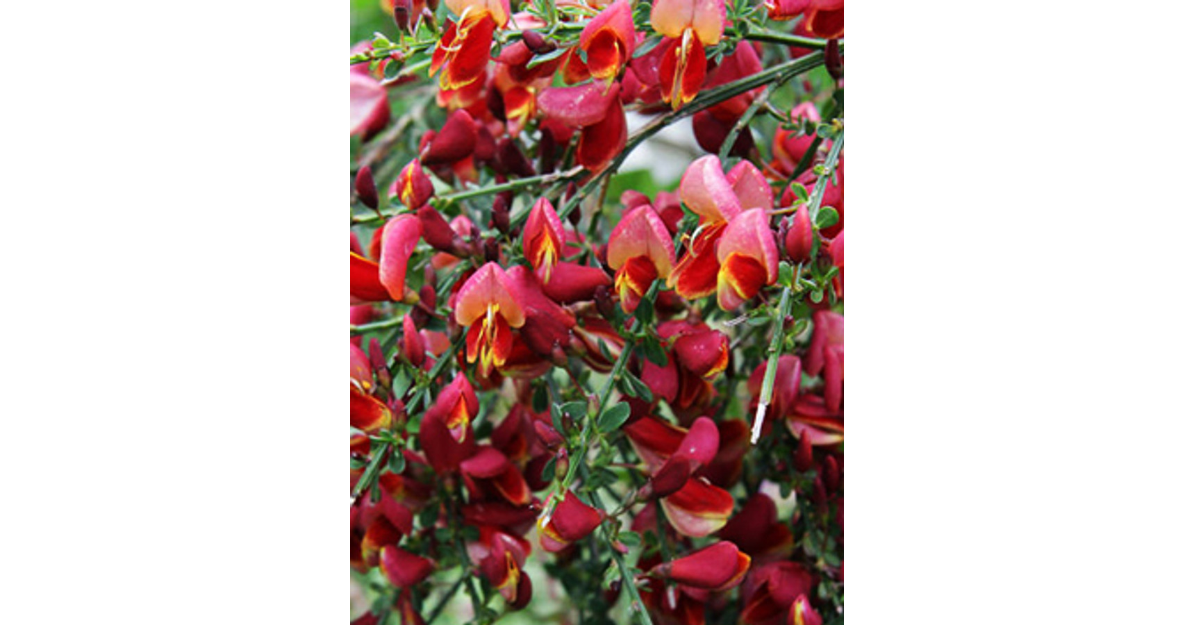 Cytisus 'Red Wings' - Bordó és sárga virágú zanót